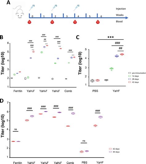 Evaluation Of Immunity And Production Of Specific IgG In Mice A Mouse Download Scientific