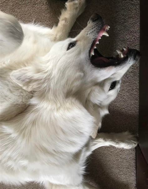 16 луѓе кои покажуваат дека совршениот тајминг ја прави совршената слика Мотика