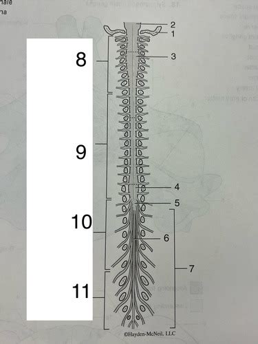 Spinal Cord Nerves Vocabulary Biology Study Set Flashcards Quizlet