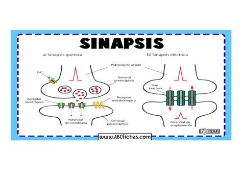 Sinapsistipos De Sinapsis Neuronal Y Neuromuscular Pptx