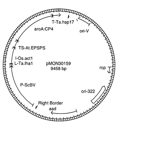 Efficiency Agrobacterium Mediated Wheat Transformation Method Eureka