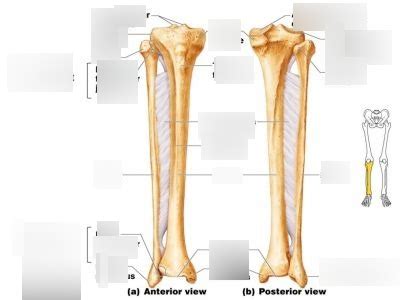 Tibia And Fibula Diagram Quizlet
