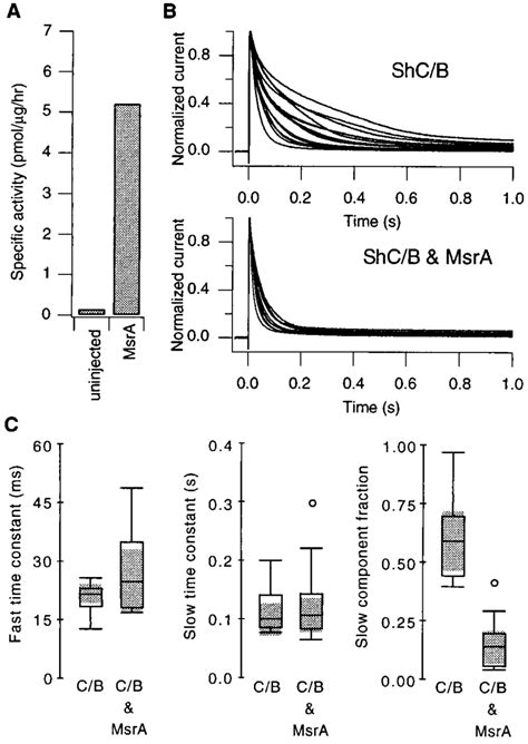 A The Msra Activities Measured From Uninjected Oocytes And The