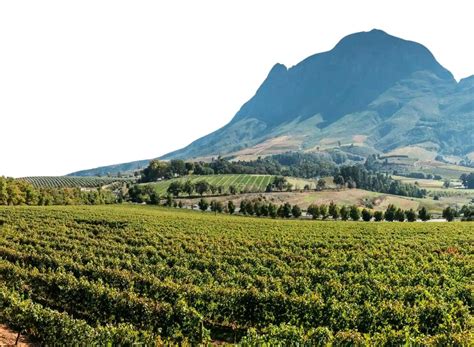 Fairtree Spring Celebration 2025 Za Individual