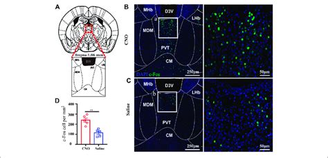 Lc Th Neurons Activation Enhances Neuronal Activity In Pvt A Download Scientific Diagram