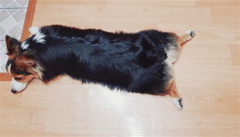 웰시코기 카디건 열이 강아지무료분양 네이버 블로그