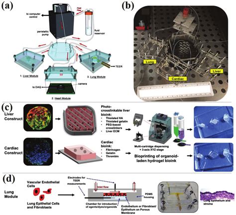 Tissue Engineering Based On Microfluidics A B Illustration And Download Scientific Diagram