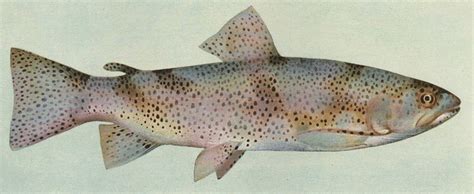 Rainbow Trout With Ichthyobodosis Showing Typical Blue Grey Turbid