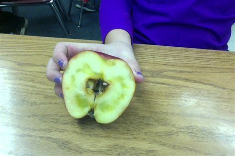 Observing And Describing An Apple What S Going On In Mr Solarz Class