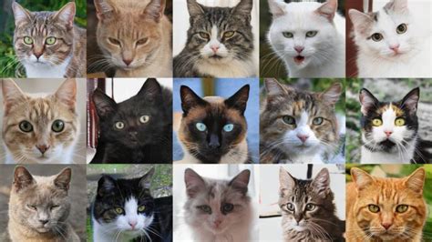 Power Apps Gallery Design And Ux Guidelines Matthew Devaney