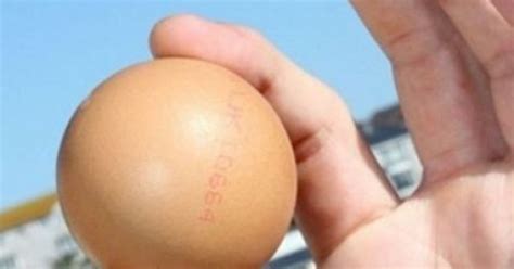 동그란 달걀 발견 10억분의 1 확률 어떻게 만들어졌지