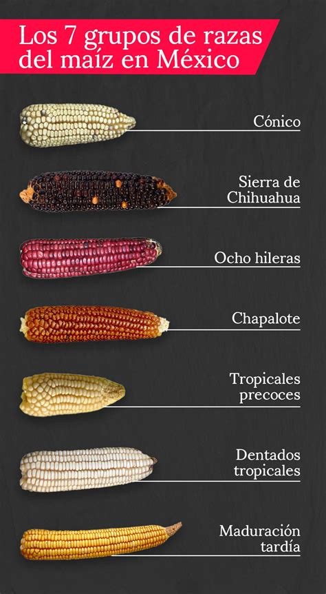 Tipos De Maíz En México Variedades Más Importantes Aprende Institute
