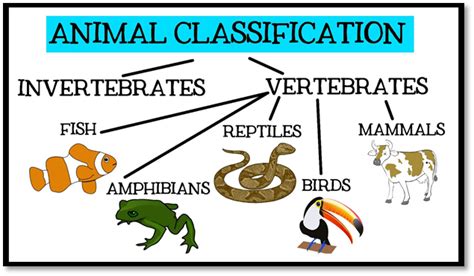 Animal Classification Into Major Groups By Dr Sidra Medium