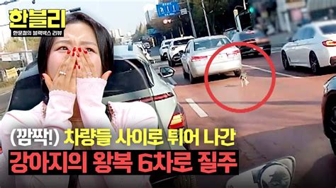 한블리 목줄 어디 갔어💦 왕복 6차로를 빠르게 헤집고 다니는 강아지 한블리 한문철의 블랙박스 리뷰 130회 Jtbc 250617 방송 Youtube