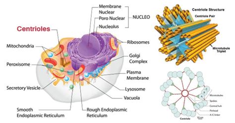 Centrosome Definition