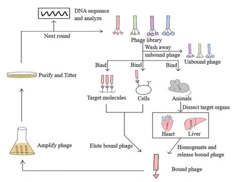 噬菌体的特性及应用 知乎