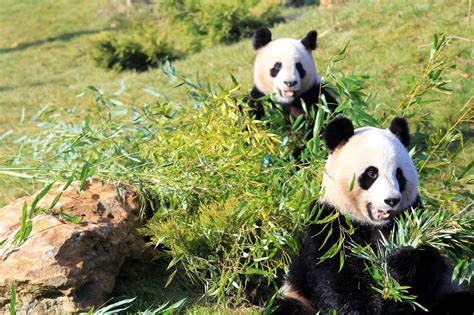 Comment Rendre Des Pandas Heureux Des Pandas En France Linternaute