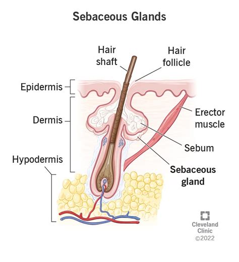 Sebaceous Glands Function Location Secretion 46 Off