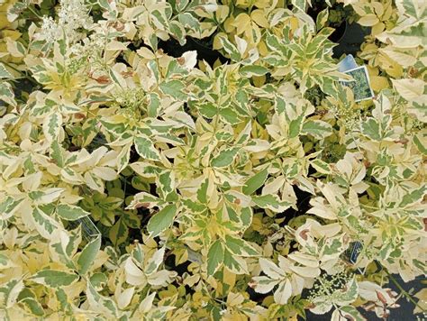 Sambucus Nigra Madonna Compra Plantas A Buen Precio — Plantamus Vivero Online