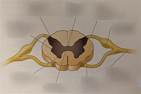 Gray Matter Diagram Diagram Quizlet