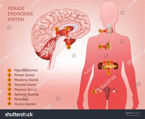 Female Endocrine System Human Anatomy Human Stock Vector 691048570