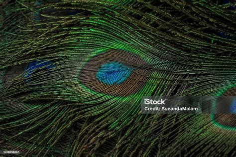 아름답고 화려한 공작 새 깃털 매끄러운 선 추상 패턴 질감 디자인 자연 배경 벽지 배경 이미지 0명에 대한 스톡 사진 및 기타