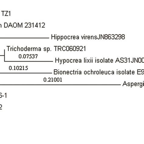 Phylogenetic Tree Showing Relationship Between Trichoderma Virens And