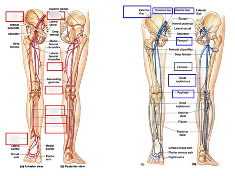 Leg Arteries Diagram Quizlet