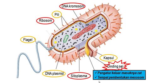 Detail Gambar Struktur Eubacteria Koleksi Nomer 12