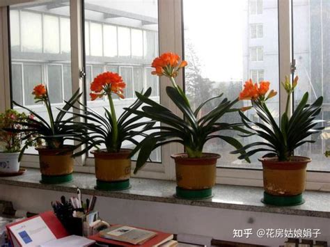 君子兰要开花会有3个征兆只要发现一个就离花期不远了 知乎