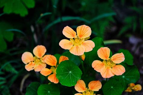 성공회 아침기도 진리의 하느님 주님께서는 우리를 세상의 소금과 빛으로 부르셨나이다 비오니 우리의 삶이 맛을 잃지 않게 하시고 어둠 속에서도 주님의 빛을 비추는