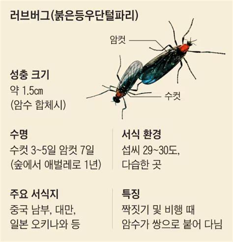 러브버그 퇴치방법 익충인 이유와 생기는 시기 원인