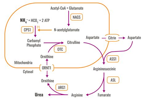 Urea Cycle And Potential Defects See Ucdifferently