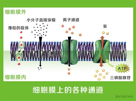 如何理解驱蚊产品上说的抑制蚊虫Na 通道闭合 知乎