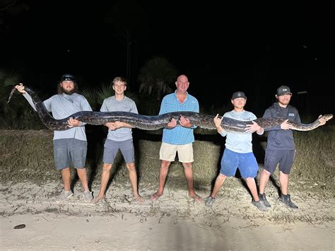 Images 198 Pound Burmese Python Captured In Collier County Nbc 6