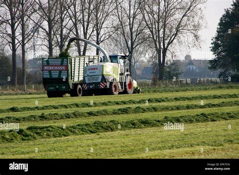 Collecting The Grass Swaths And Loading The Loading Wagon The Chopped Grass Silage Is Used For
