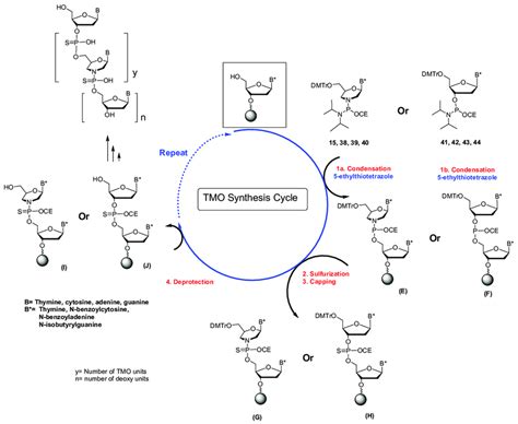 Scheme 6 Synthesis Cycle For Tmos And Tmo Dna Chimeras Download Scientific Diagram