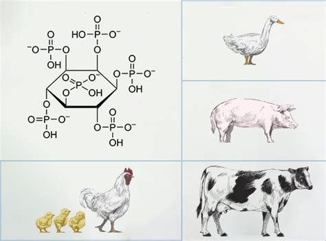 Best Phytase Enzyme Manufacturer In India Ultrez Enzymes