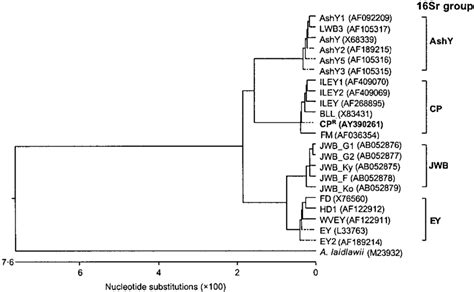 Phylogenetic Tree Constructed By Using The Megalign Option Of The