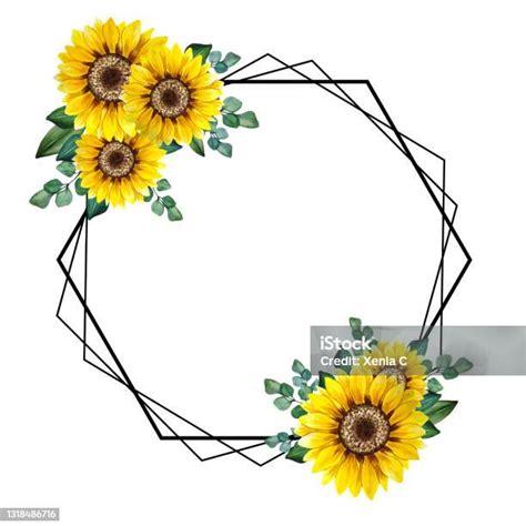 해바라기와 잎꽃 프레임 수채화 해바라기 프레임 흰색 배경입니다 수채화 꽃 식물 도면 0명에 대한 스톡 벡터 아트 및 기타 이미지 Istock