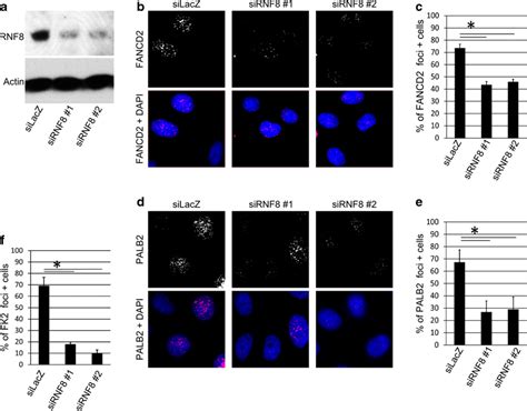The Recruitment Of Both Fancd2 And Palb2 In Response To Mmc Involves Download Scientific