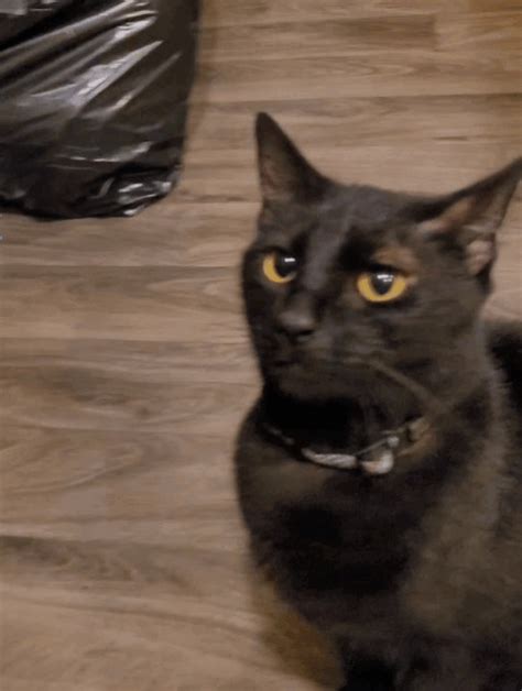 Unamused Black Cat 