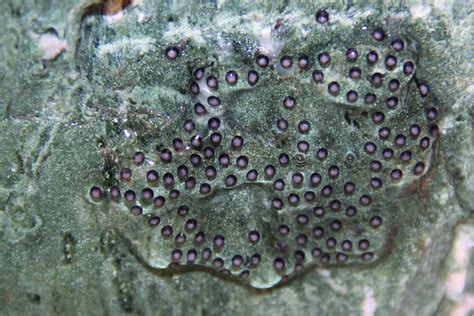 Clutch With 122 Rulyrana Mcdiarmidi Eggs Photography Fausto