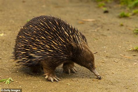 Natures Strangest Sex Rituals Revealed From Echidnas With Four