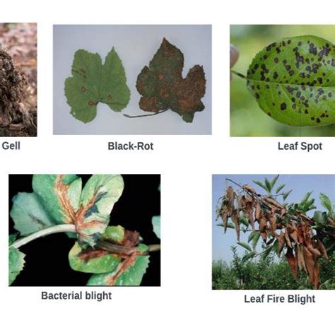 Bacterial Disease Categories Download Scientific Diagram