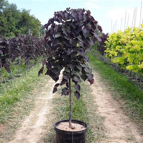 Ruby Falls Weeping Eastern Redbud Grown By Overdevest