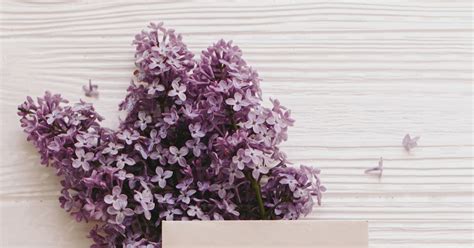 해피 어머니의 날 아름 다운 라일락 꽃과 빈티지 가위에 세련 된 카드 흰색 소박한 나무에 연필 상위 뷰 행복한 여성의 날 꽃 인사말 카드 템플릿 텍스트 공간 사진