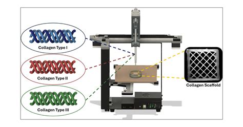 Fresh 3d Bioprinting Of Collagen Types I Ii And Iii Acs Biomaterials Science And Engineering
