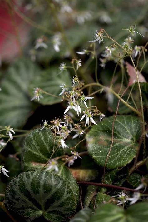 虎耳草花如其名有什麼功效怎麼養 每日頭條