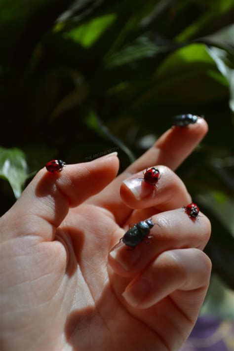 I Sculpted Some Beetles Thought You Guys Might Enjoy Them 🪲🐞🌿